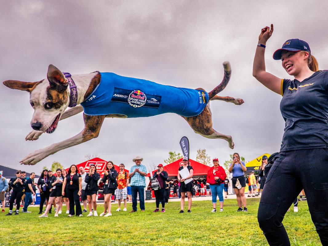 Best Dog Events & Activities to Attend in Colorado – Summer 2025 – The ...